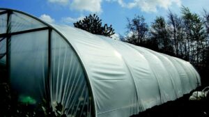 Our polytunnel polythene is UV stabilised for 5… – Soden Plastics Ltd